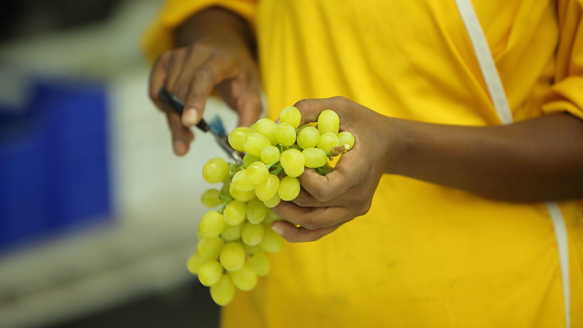South Africa: “The later grape varieties outshone the earlier ones.” – News