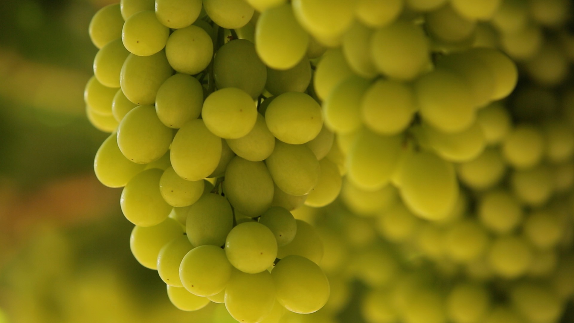 South Africa: “The later grape varieties outshone the earlier ones.” – News