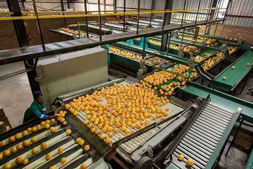 Scientific investment in farming delivers “excellent” SAFE citrus ...