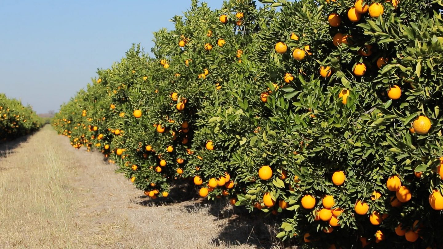 SAFE “best quality” citrus contributes to foreign exchange – News